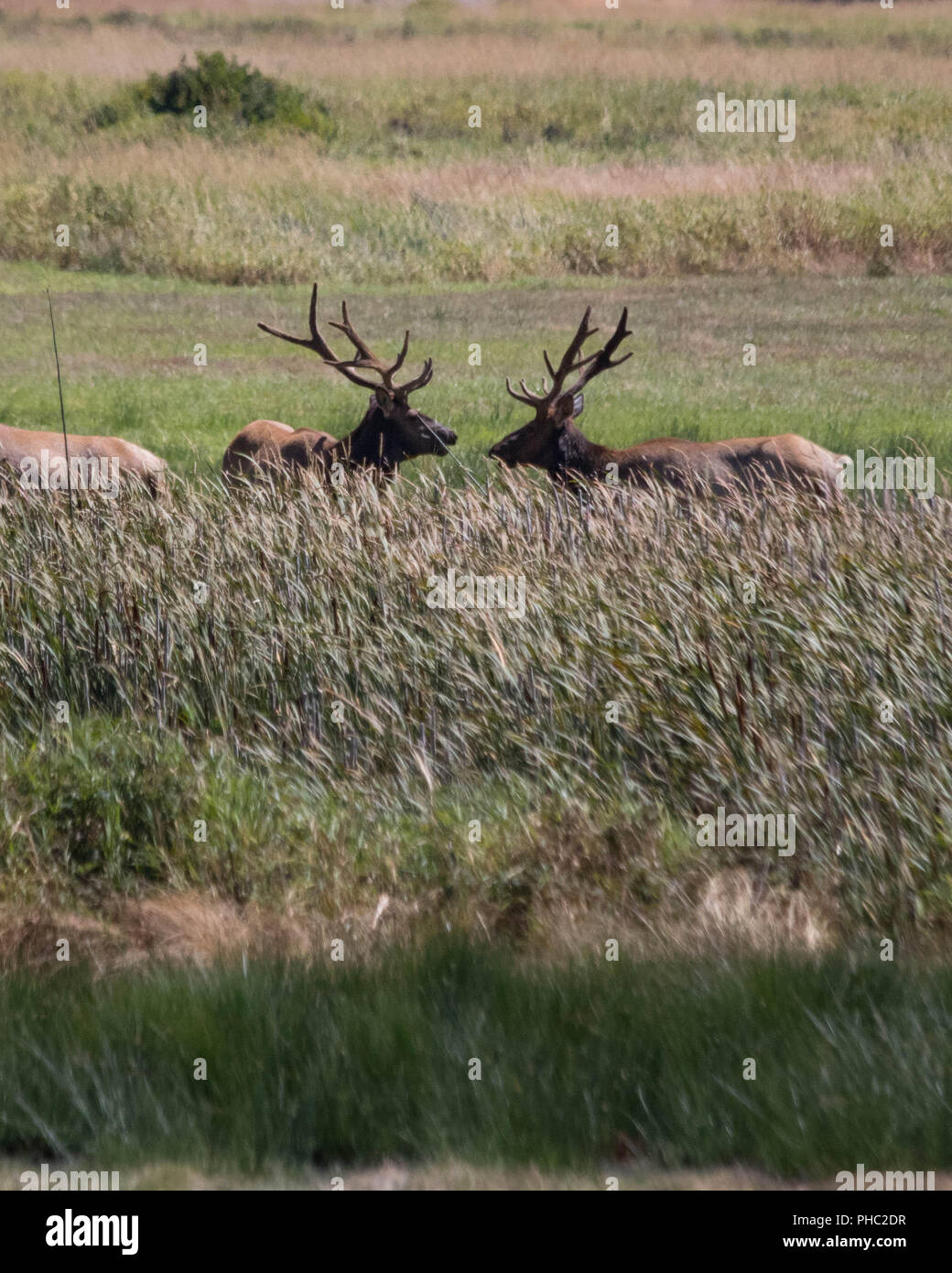 Bull elk hunting trophy hi-res stock photography and images - Alamy