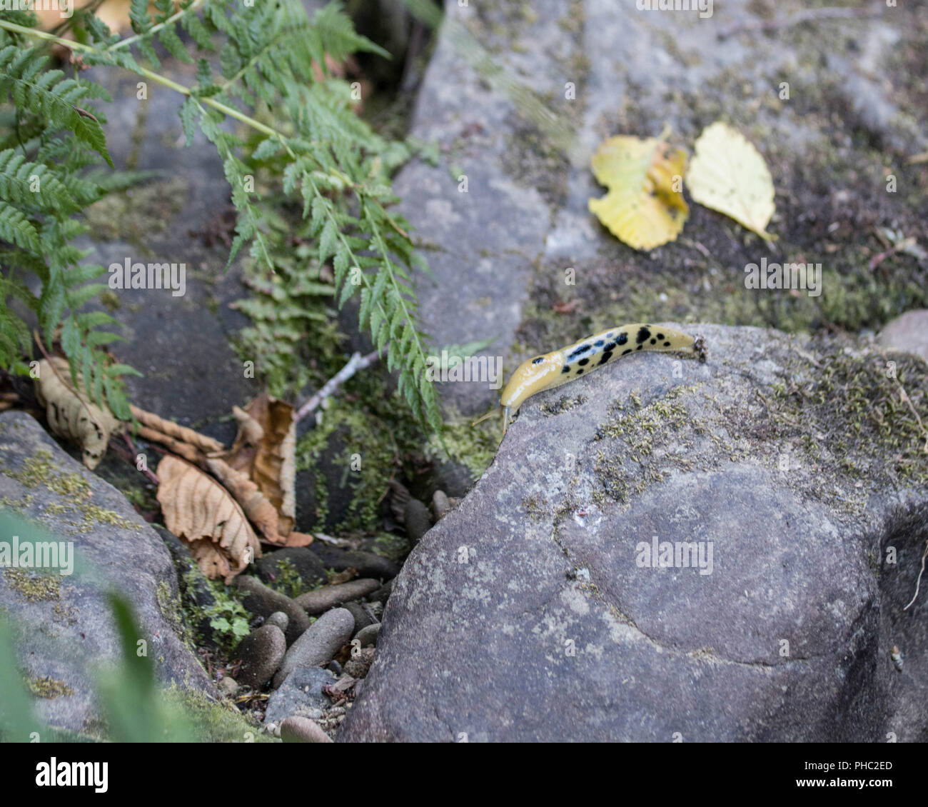 A spotted banana slugs makes its way across a rock on the bank of a ...