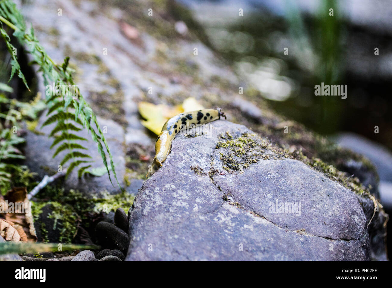 A spotted banana slugs makes its way across a rock on the bank of a ...