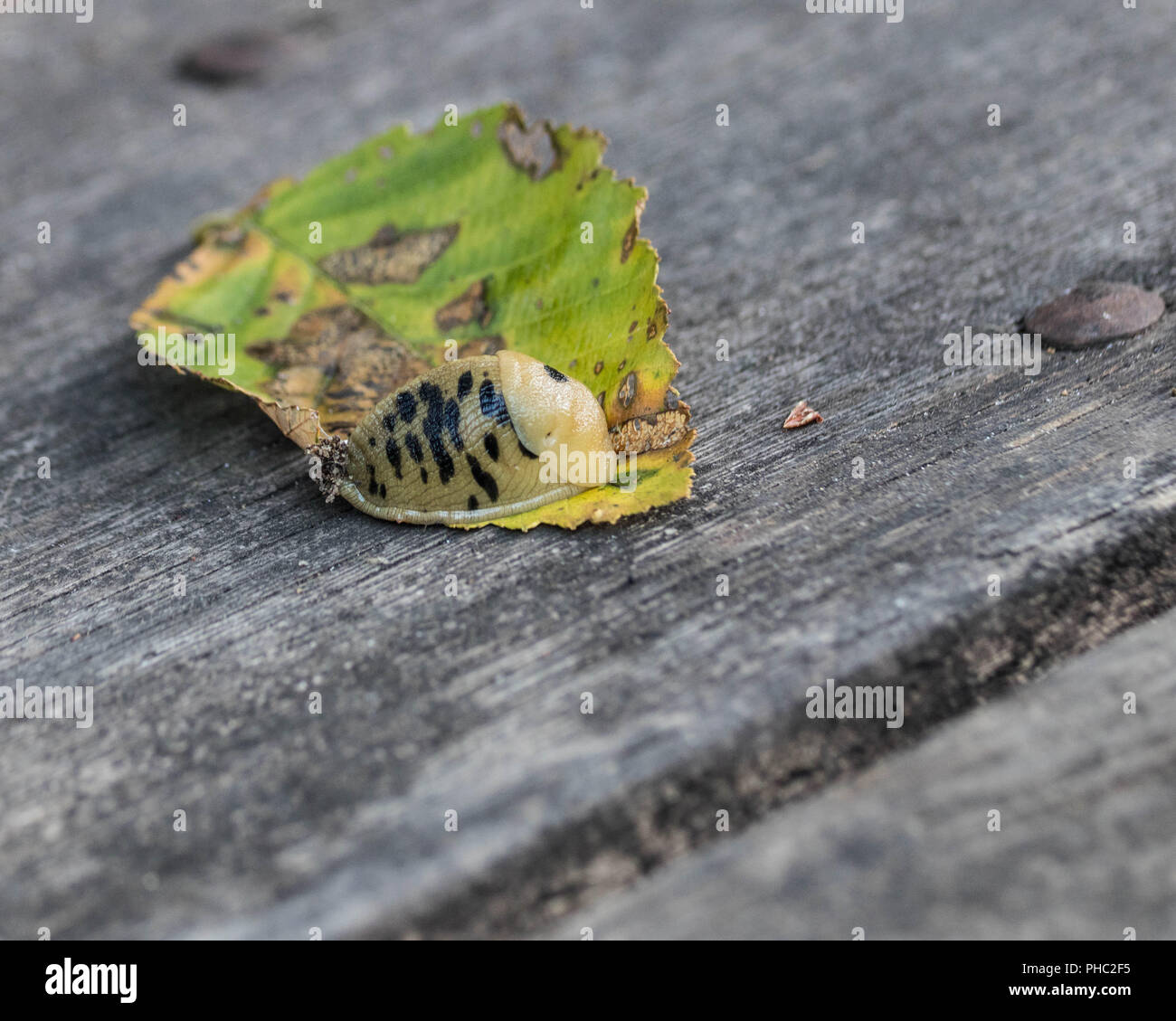 A spotted banana slug shrinks down to its smallest possible size as it ...