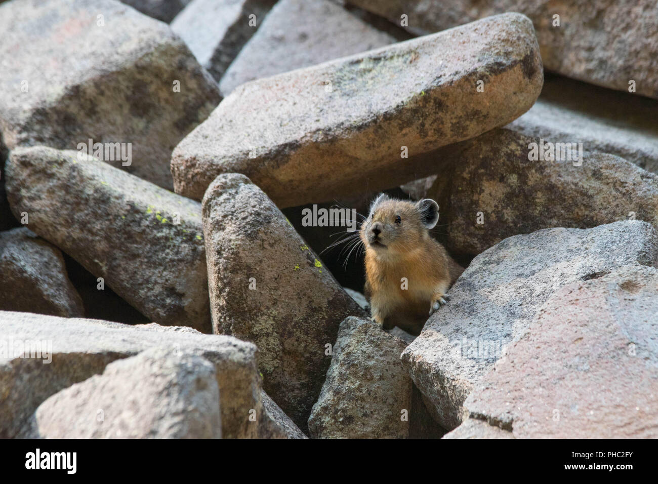 A young American pika keeps an eye out for predators on a rocky slope ...