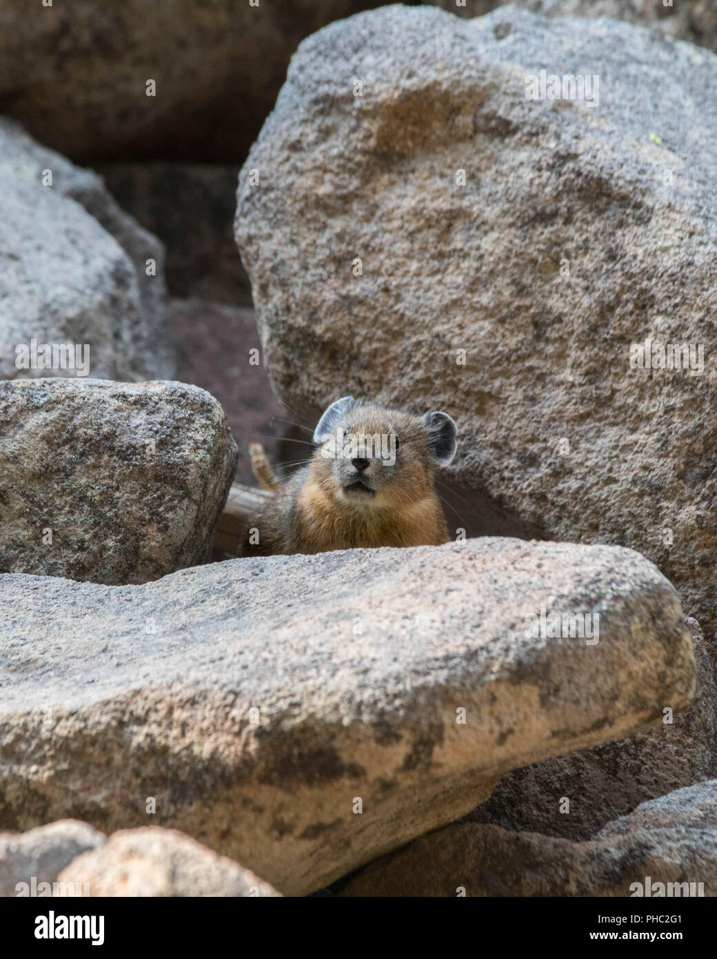 A young American pika keeps an eye out for predators on a rocky slope ...