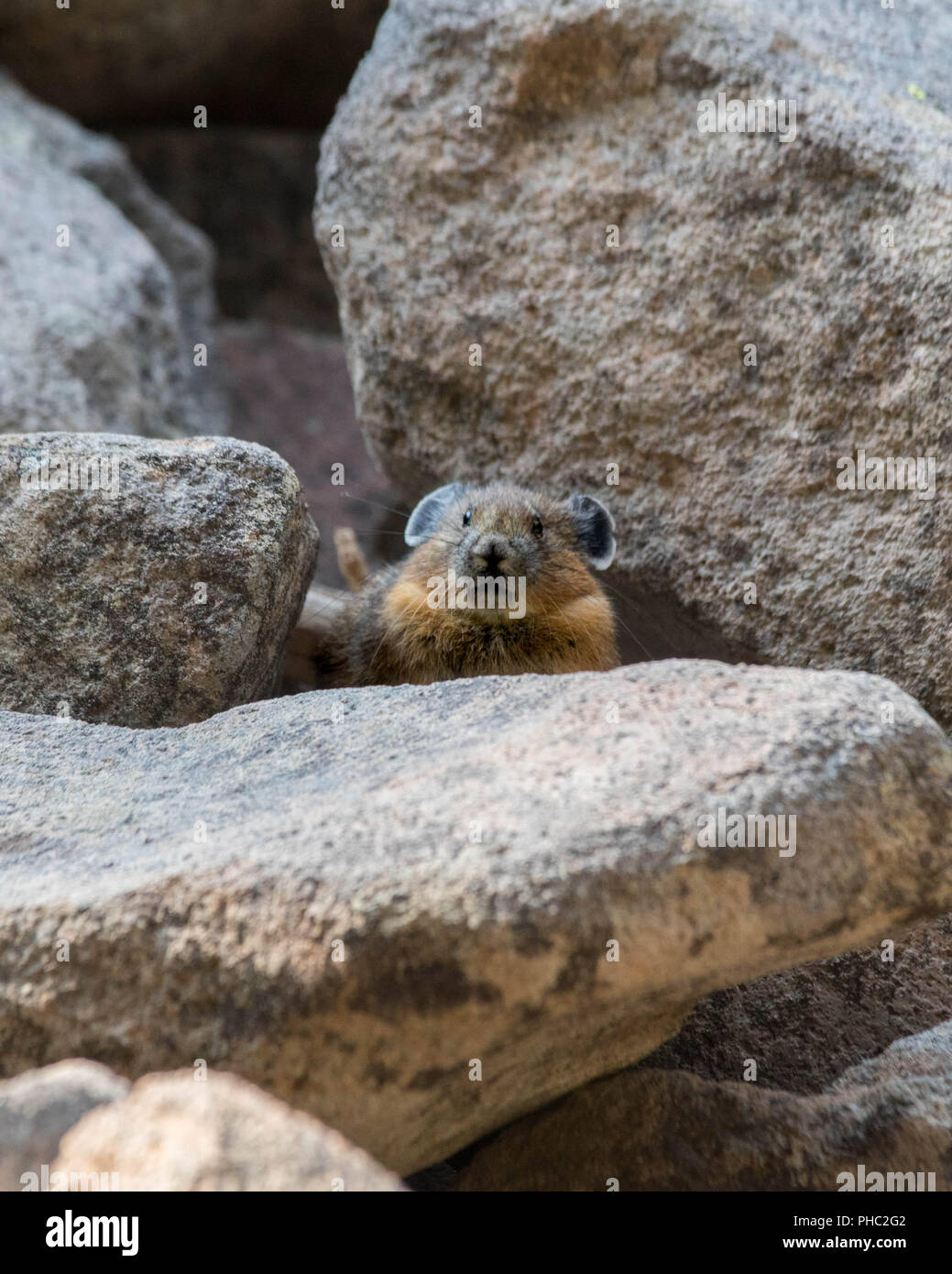 A young American pika keeps an eye out for predators on a rocky slope ...
