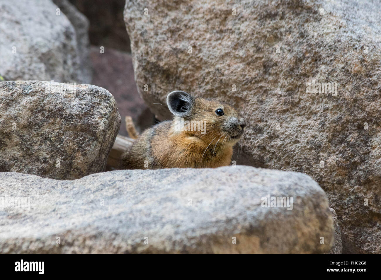 A young American pika keeps an eye out for predators on a rocky slope ...