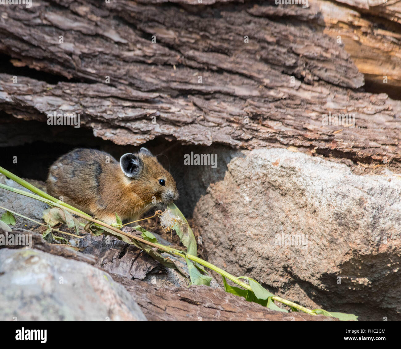 A young American pika keeps an eye out for predators on a rocky slope ...