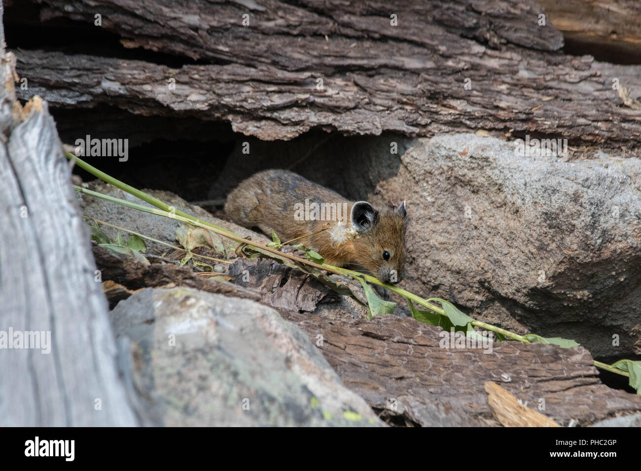 A young American pika keeps an eye out for predators on a rocky slope ...
