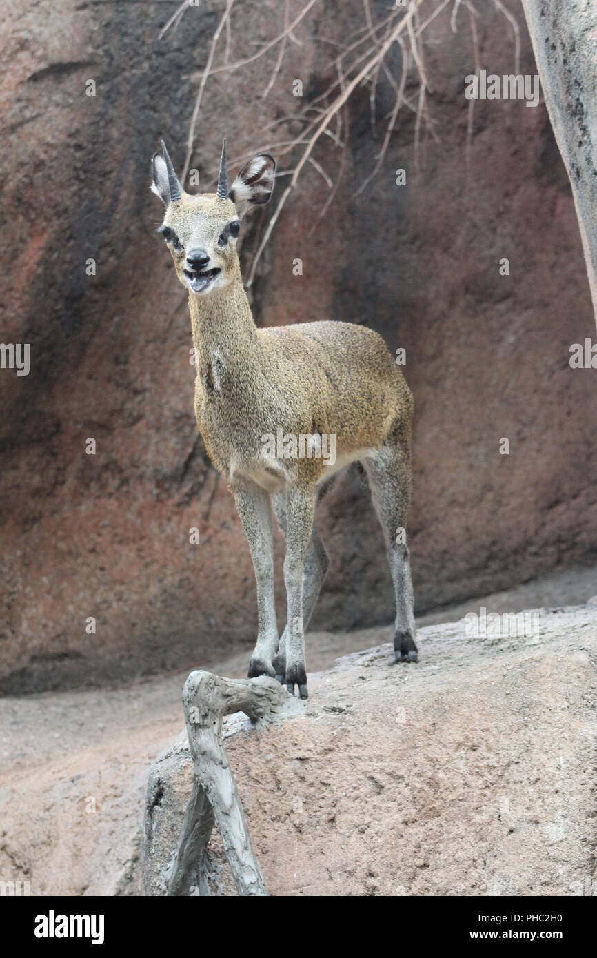 African antelope species hi-res stock photography and images - Alamy