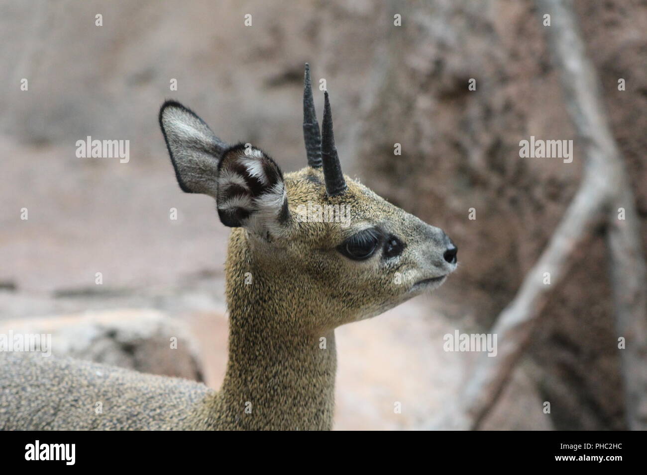Small african antelope hi-res stock photography and images - Alamy