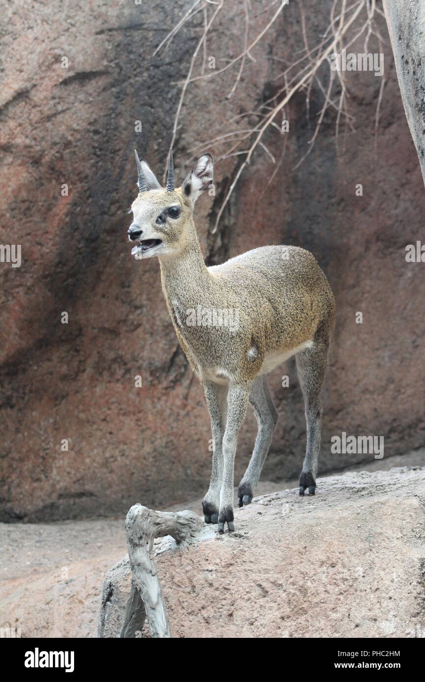 Dwarf african antelope hi-res stock photography and images - Alamy