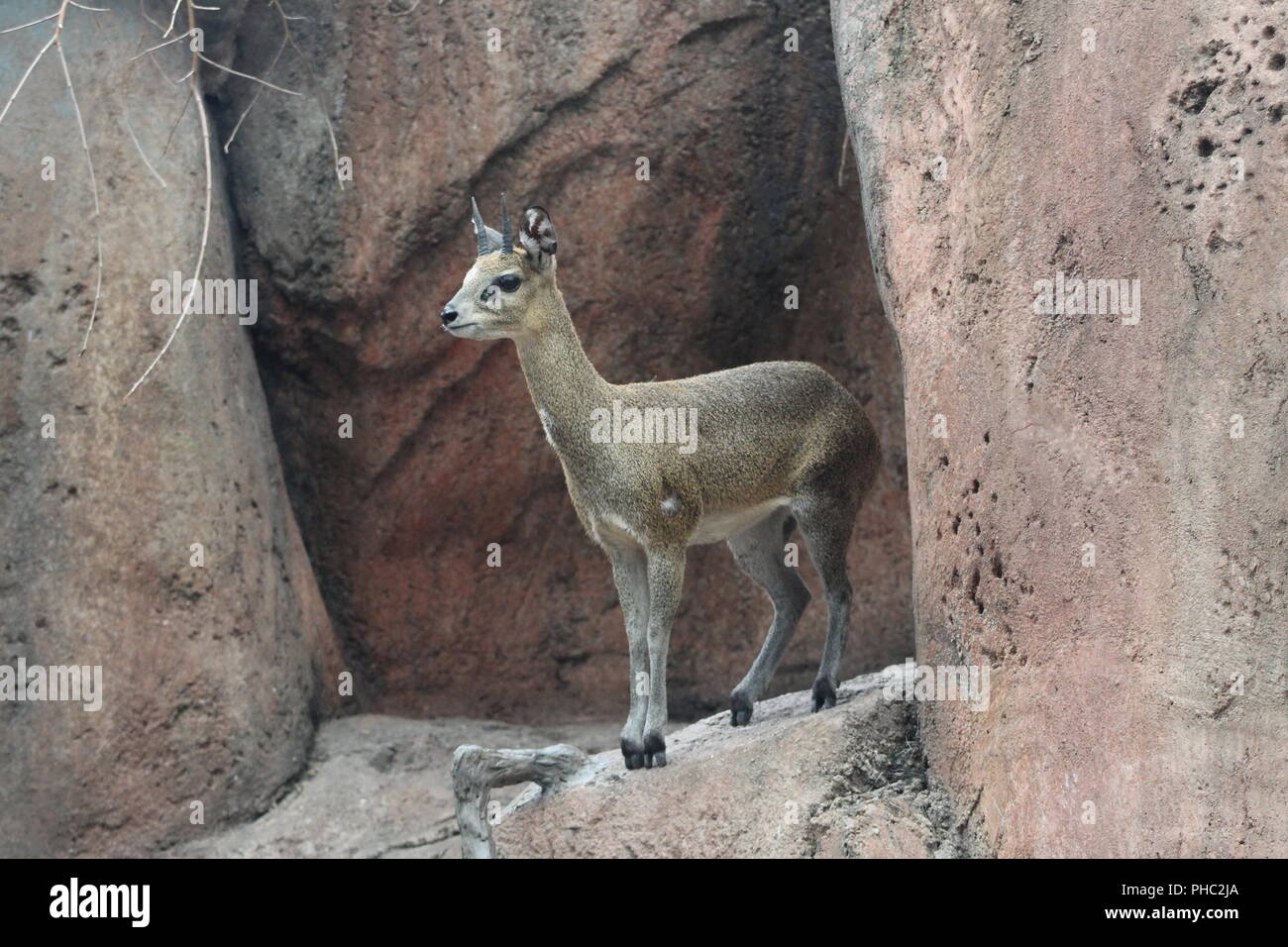 Dwarf african antelope hi-res stock photography and images - Alamy