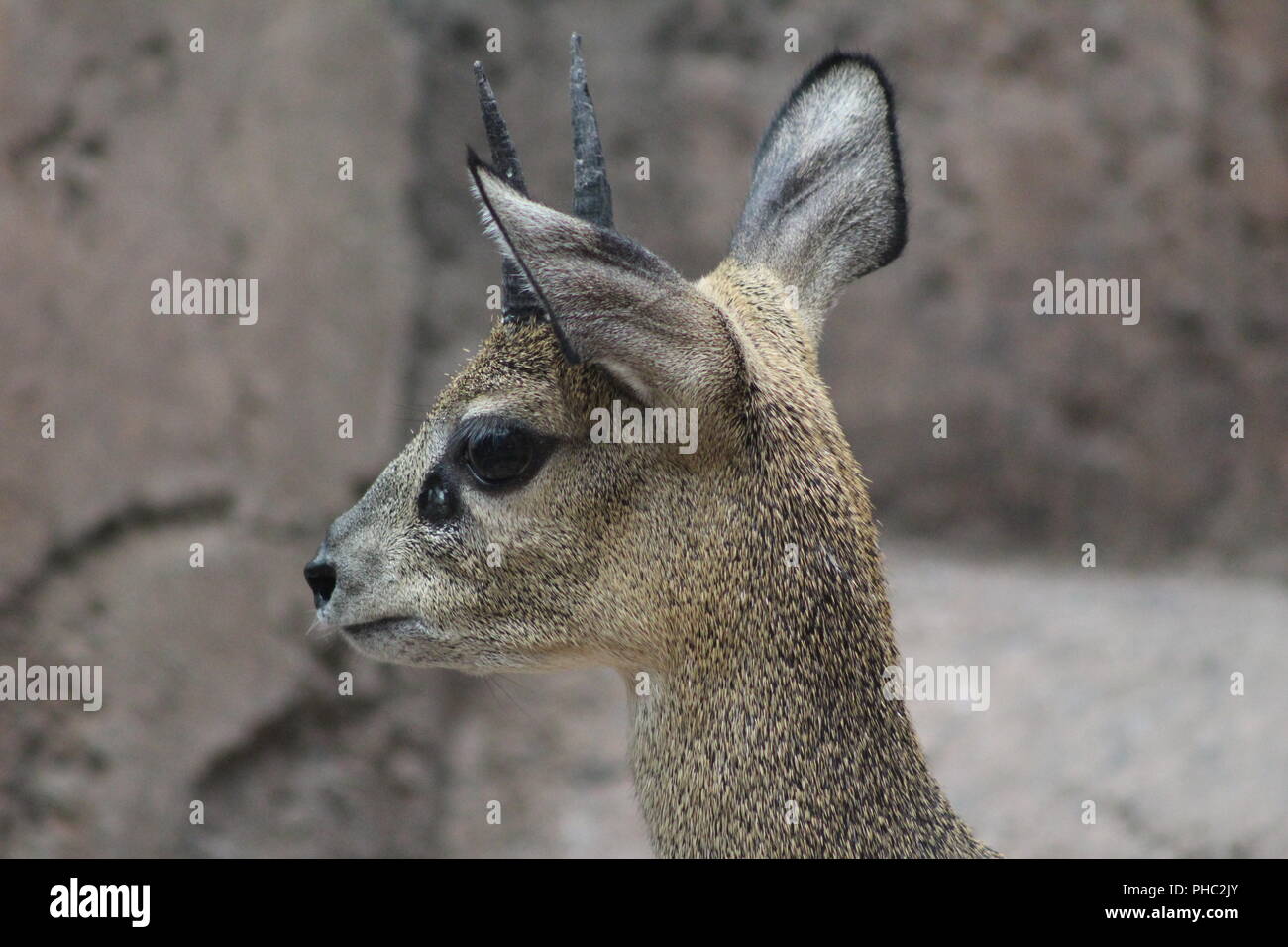 Small african antelope hi-res stock photography and images - Alamy
