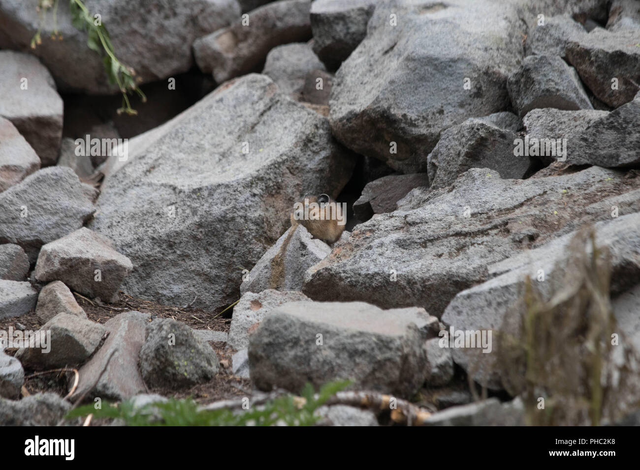A young American pika keeps an eye out for predators on a rocky slope ...