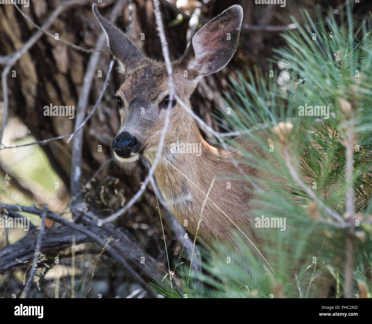 Blacktailed deer hi-res stock photography and images - Alamy