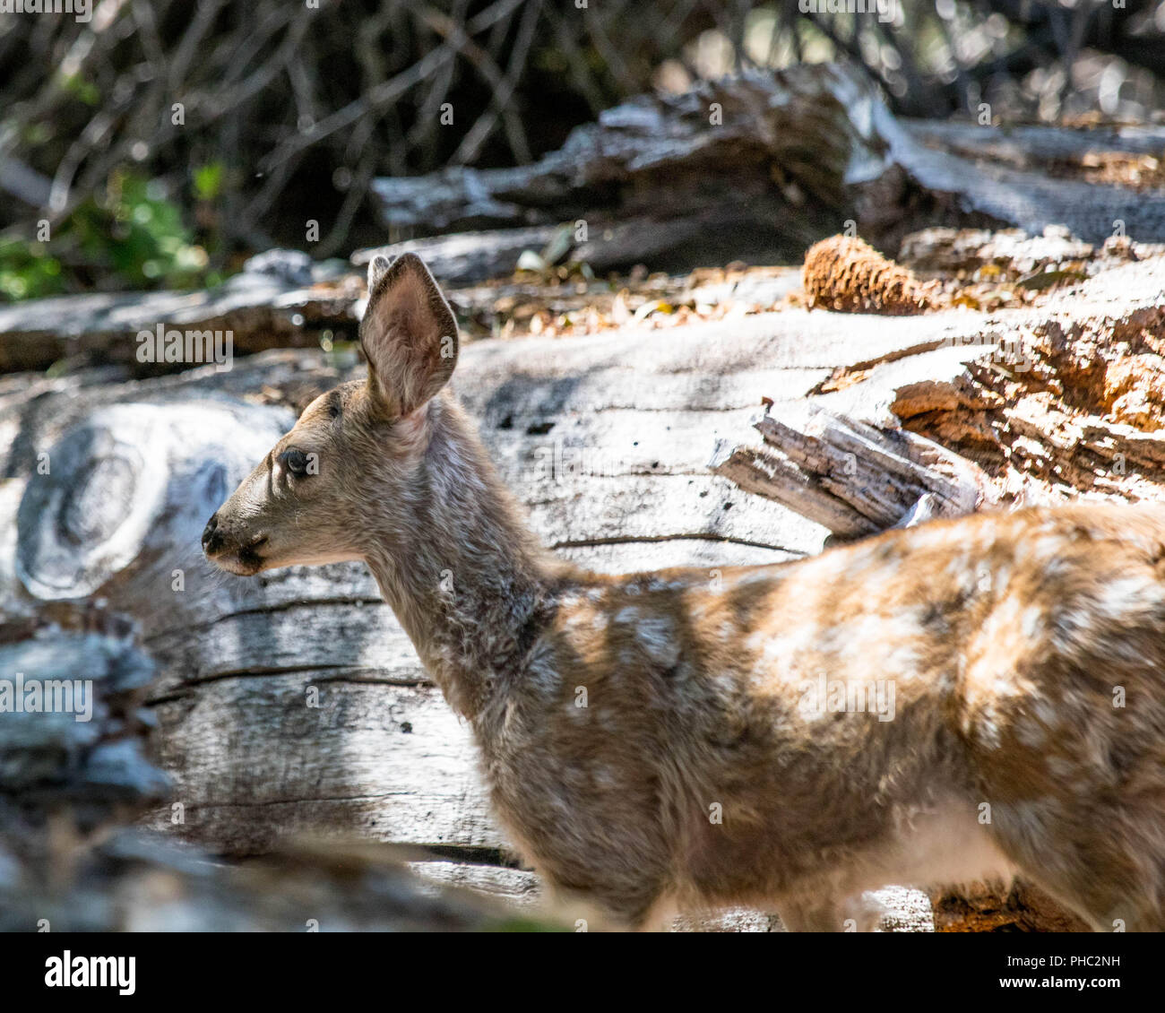 Fawn with spots hi-res stock photography and images - Alamy
