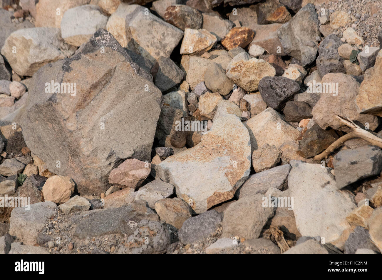 A young American pika keeps an eye out for predators on a rocky slope ...