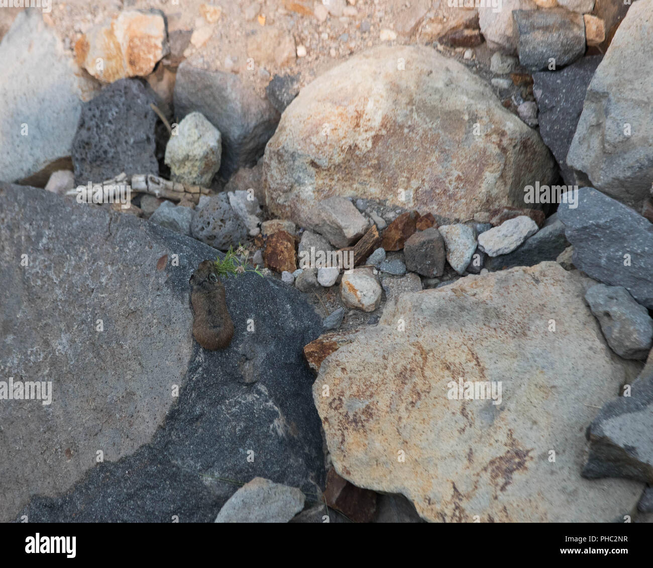 An American pika attempts to blend into his surroundings in Lassen ...