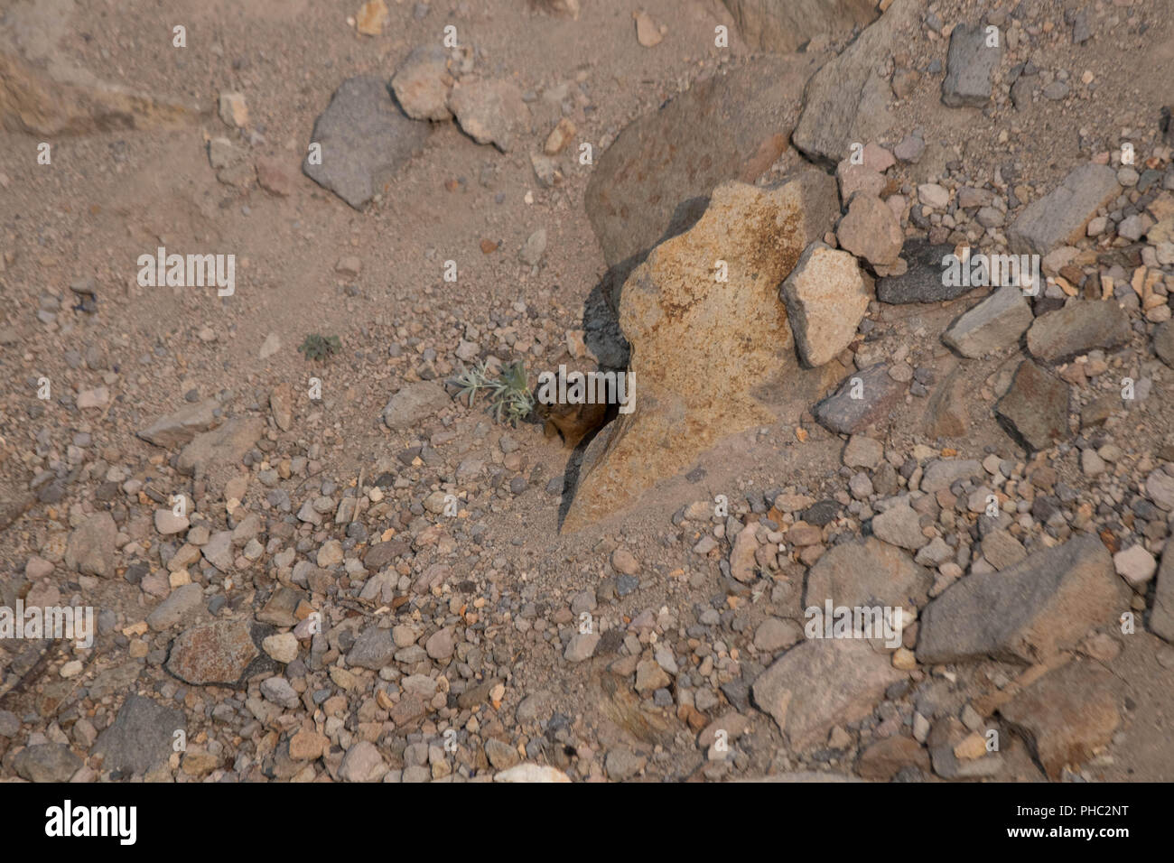An American pika attempts to blend into his surroundings in Lassen ...