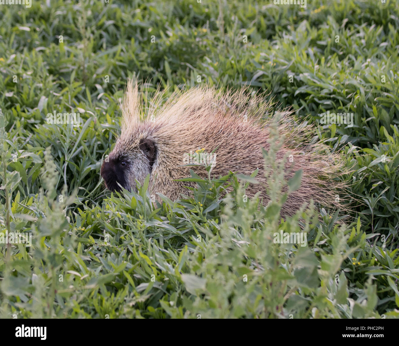 Porcupine spines hi-res stock photography and images - Alamy