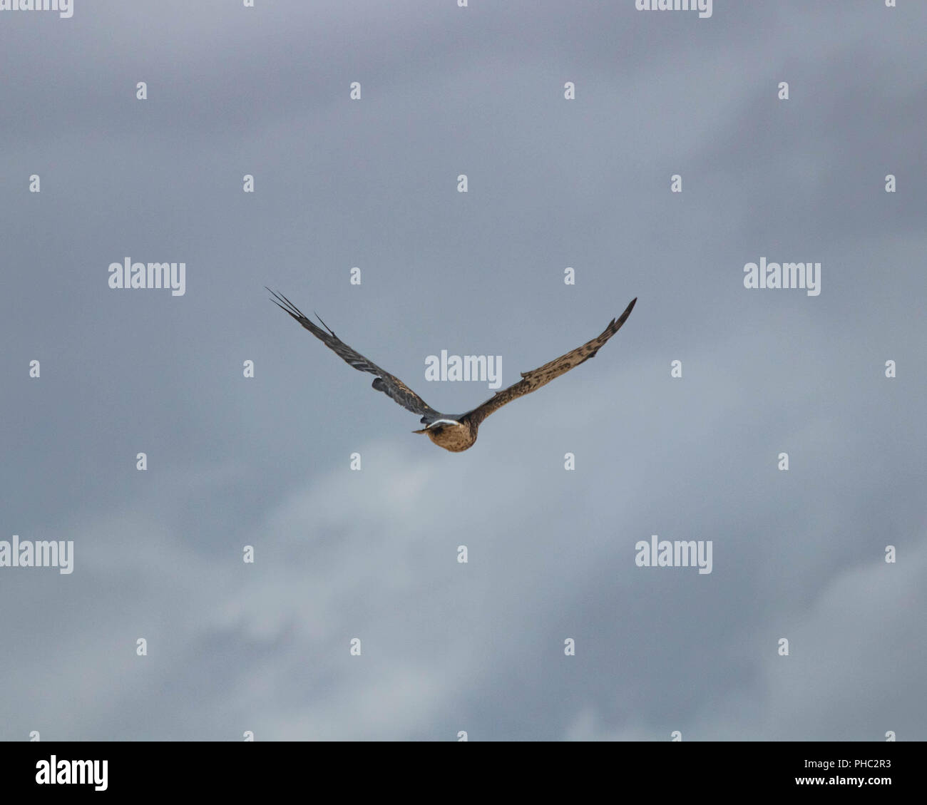 Harrier marsh hawk hi-res stock photography and images - Alamy
