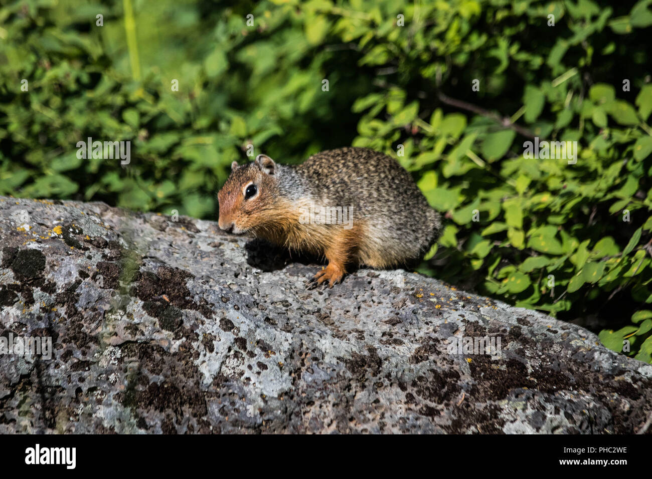 A Columbian ground squirrel perches on a rock in Malhuer National ...