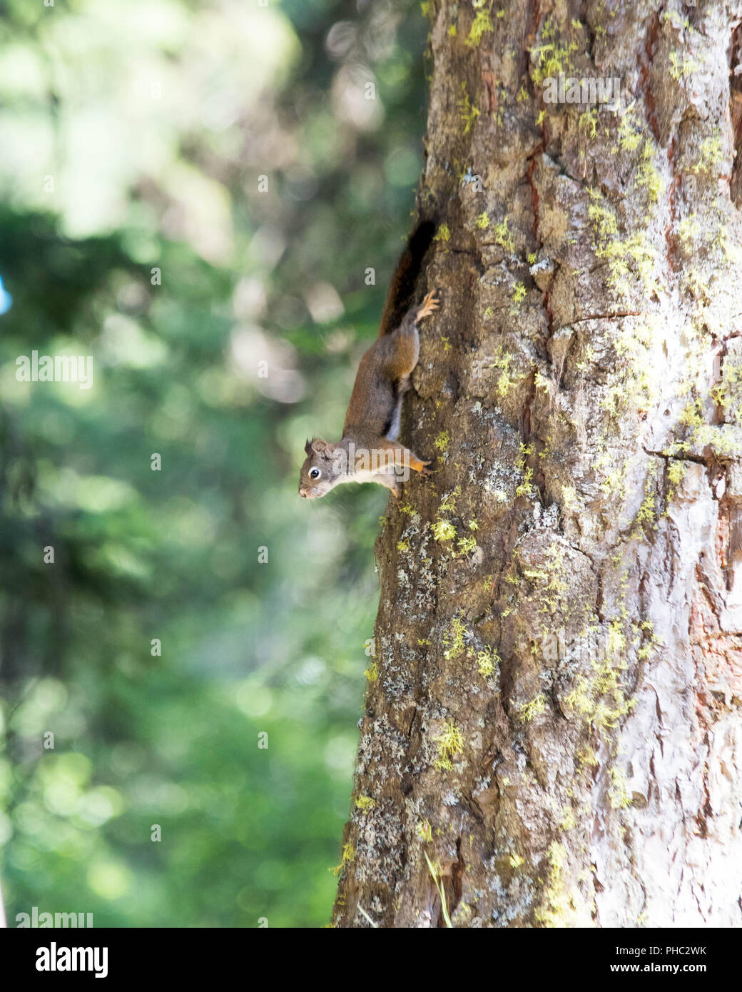 Pine squirrel hi-res stock photography and images - Alamy