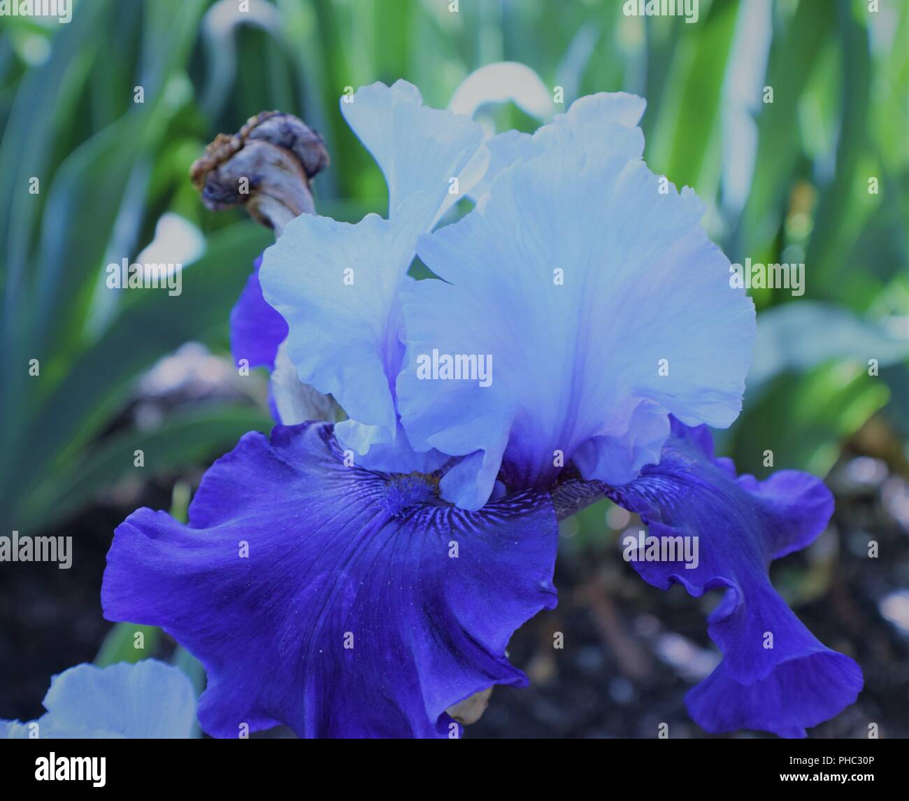 Iris stock pics hi-res stock photography and images - Alamy
