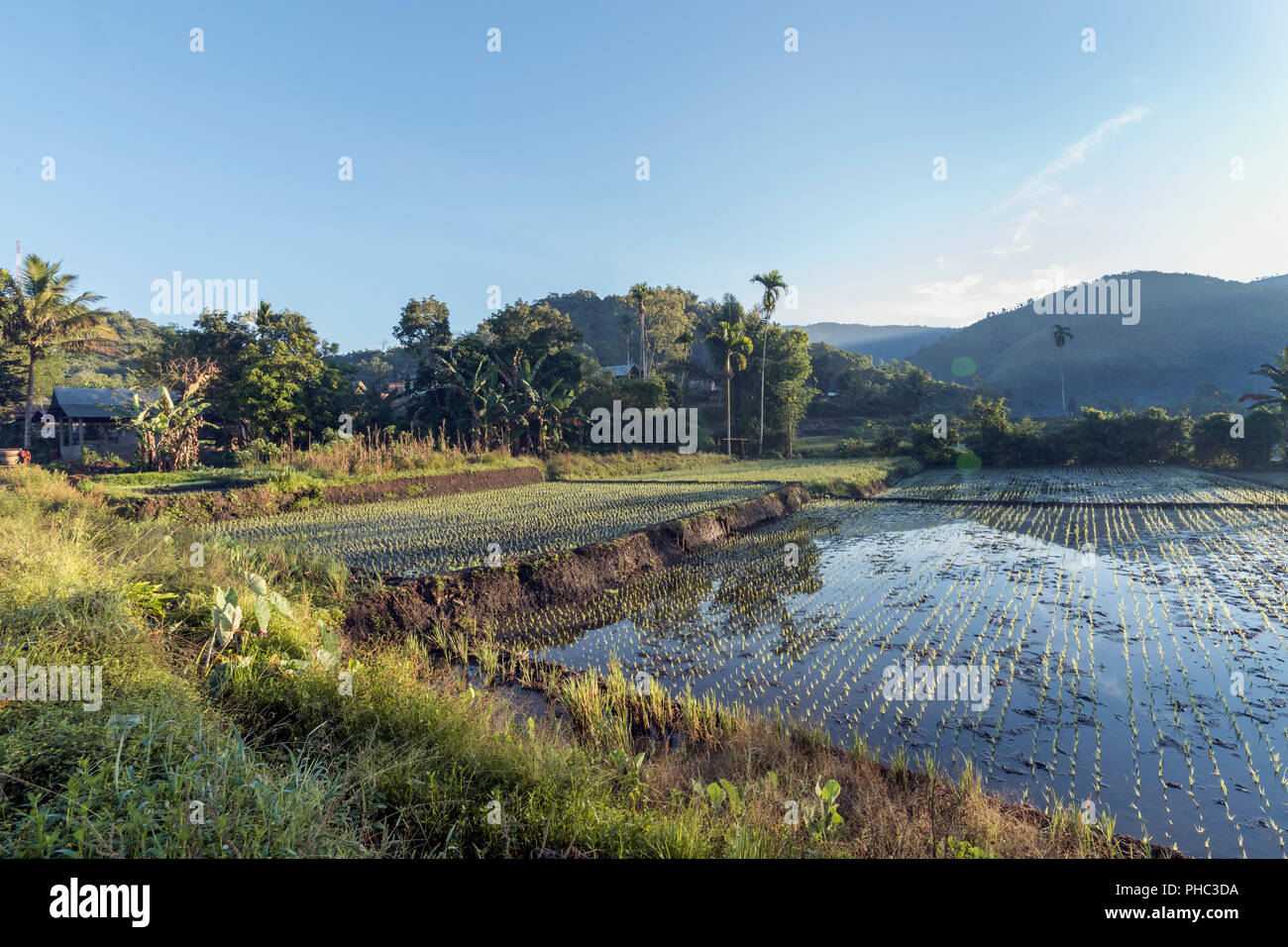 Newly planted rice paddies at dawn, Moni, East Nusa Tenggara, Indonesia ...