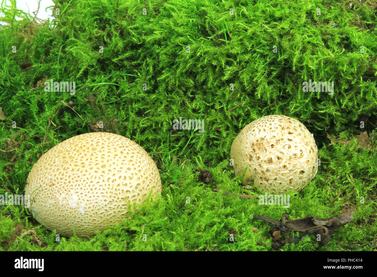 Scleroderma vulgare hi-res stock photography and images - Alamy