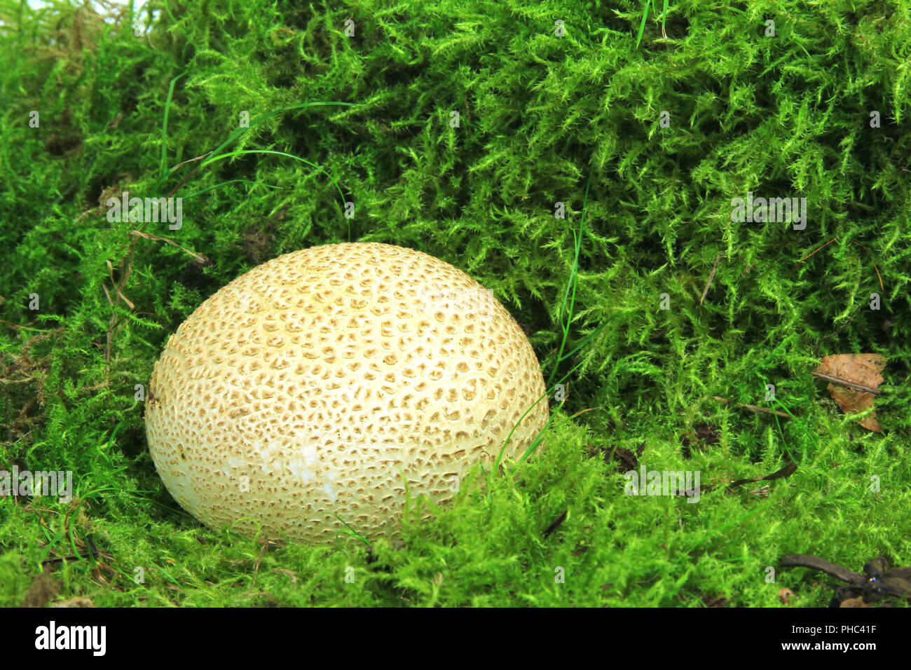 Scleroderma vulgare hi-res stock photography and images - Alamy