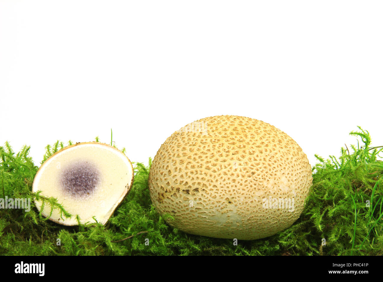 Common earthball (Scleroderma citrinum Stock Photo - Alamy