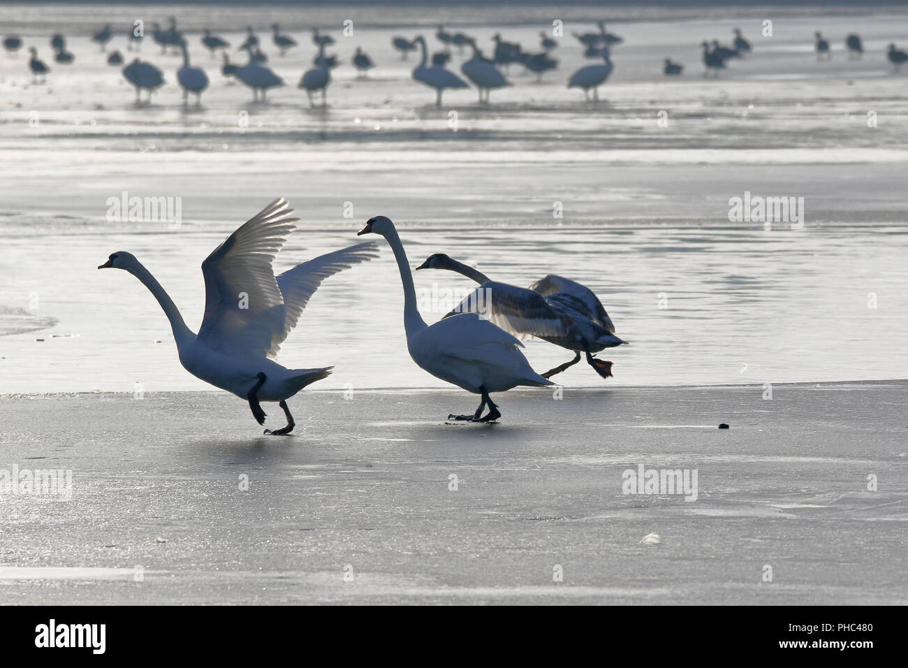 Flowing swans in the backlight Stock Photo - Alamy