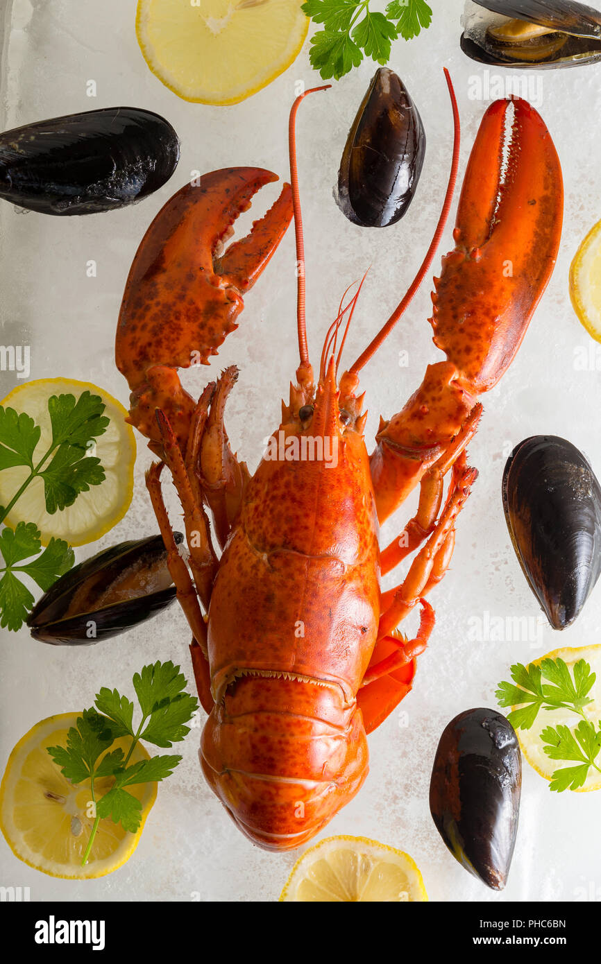 Fresh whole red lobster chilling on ice surrounded by mussels and ...