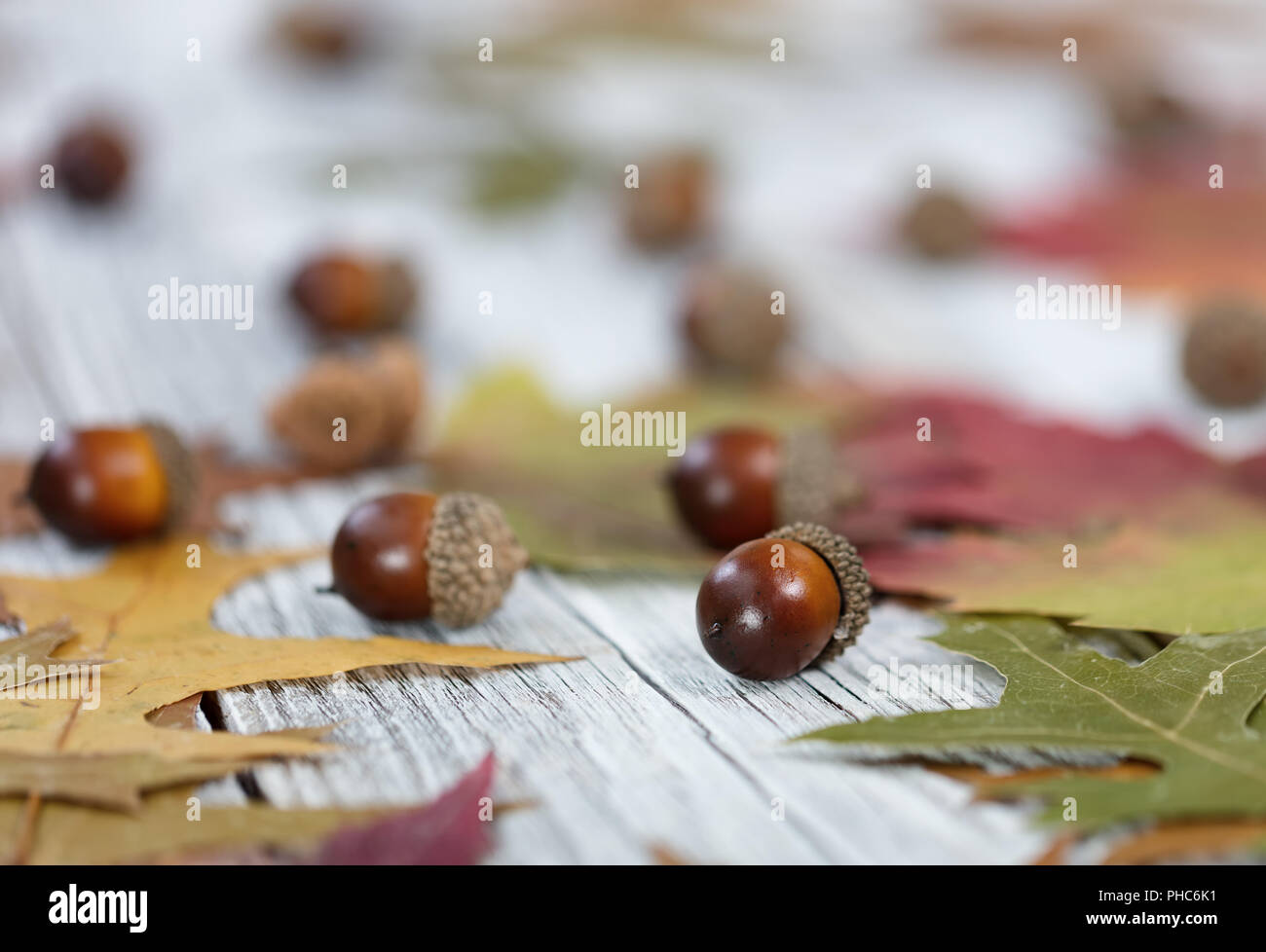 Autumn acorn background Stock Photo - Alamy