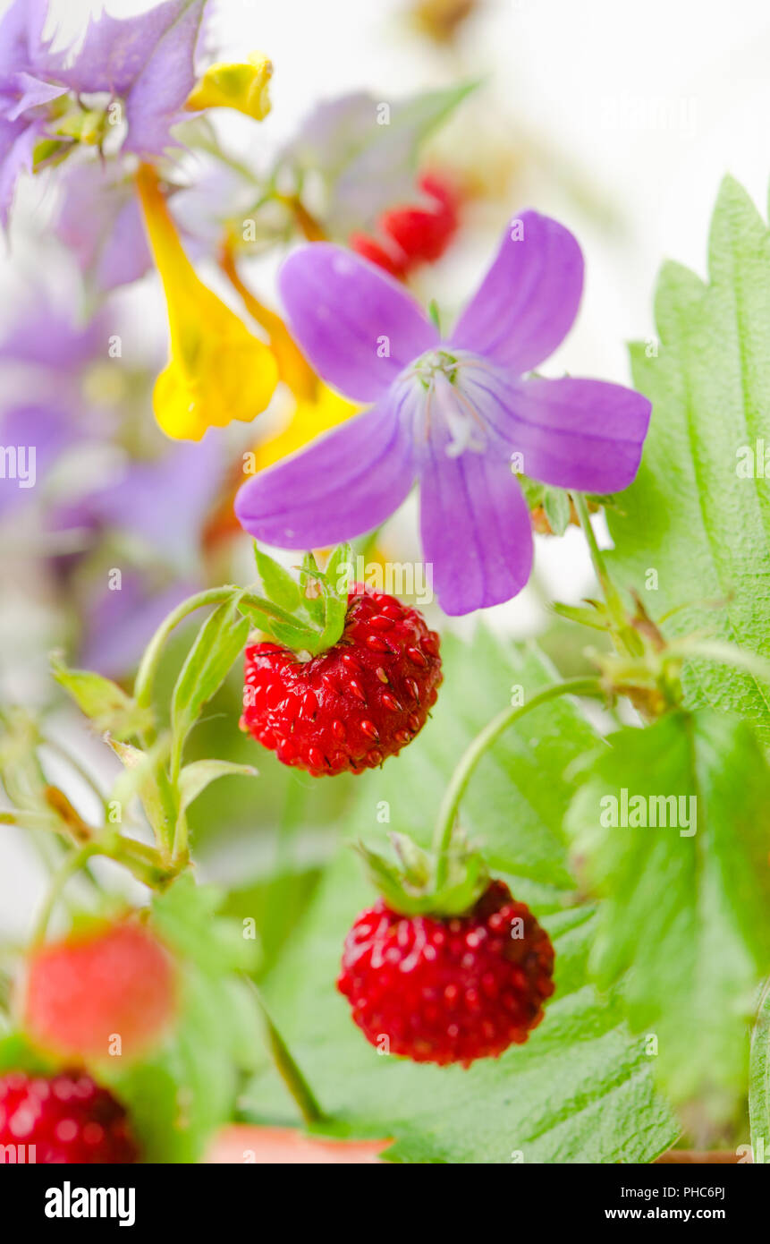 Forest and flowers hi-res stock photography and images - Alamy