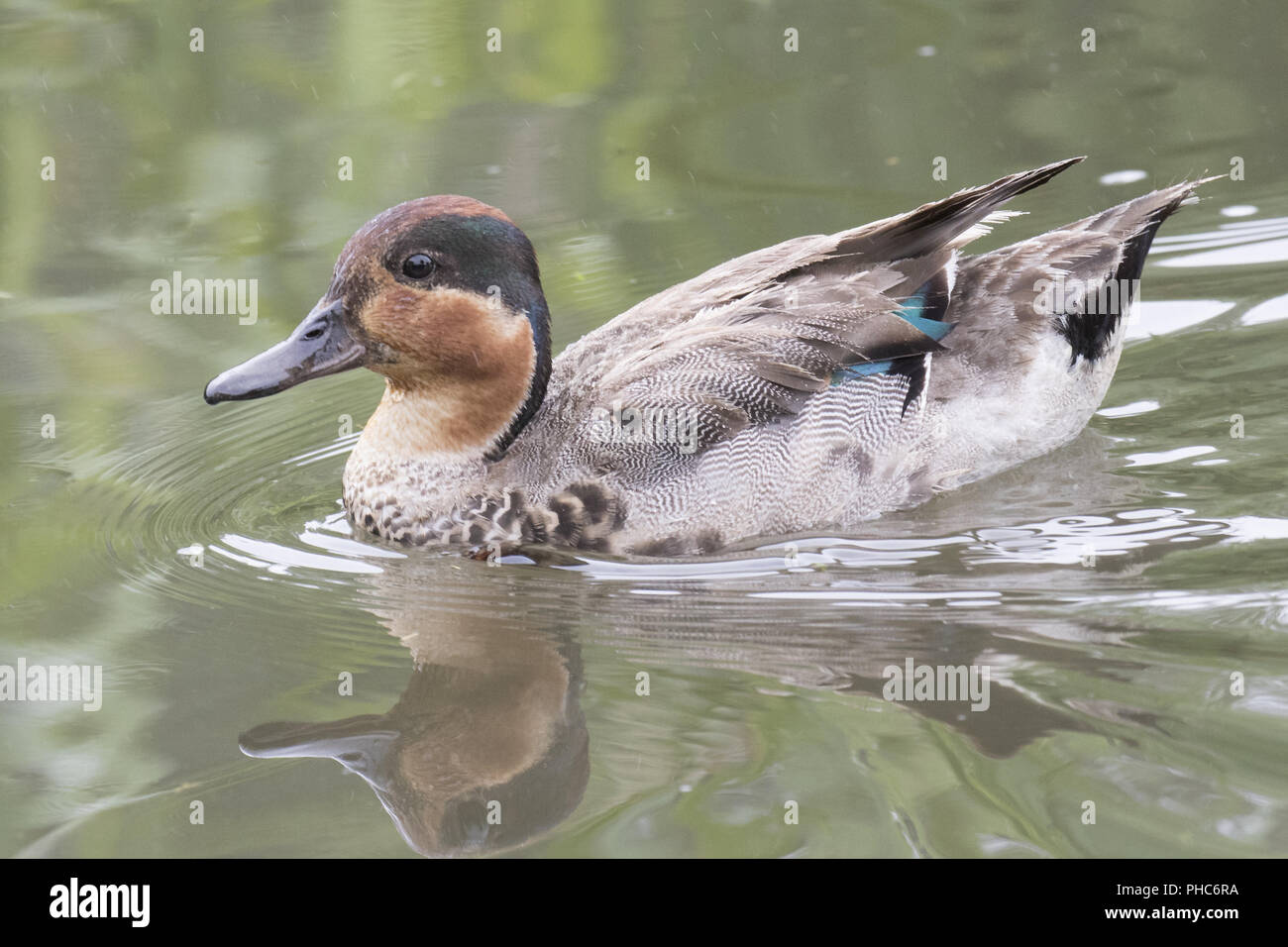 Eurasian teal hi-res stock photography and images - Alamy