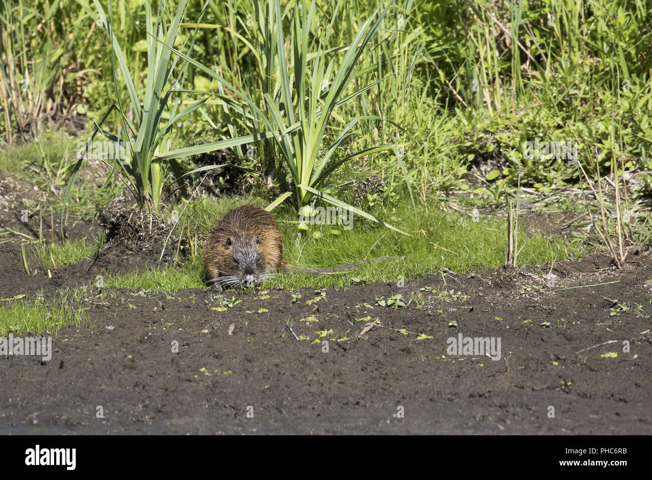 Coypu mud hi-res stock photography and images - Alamy