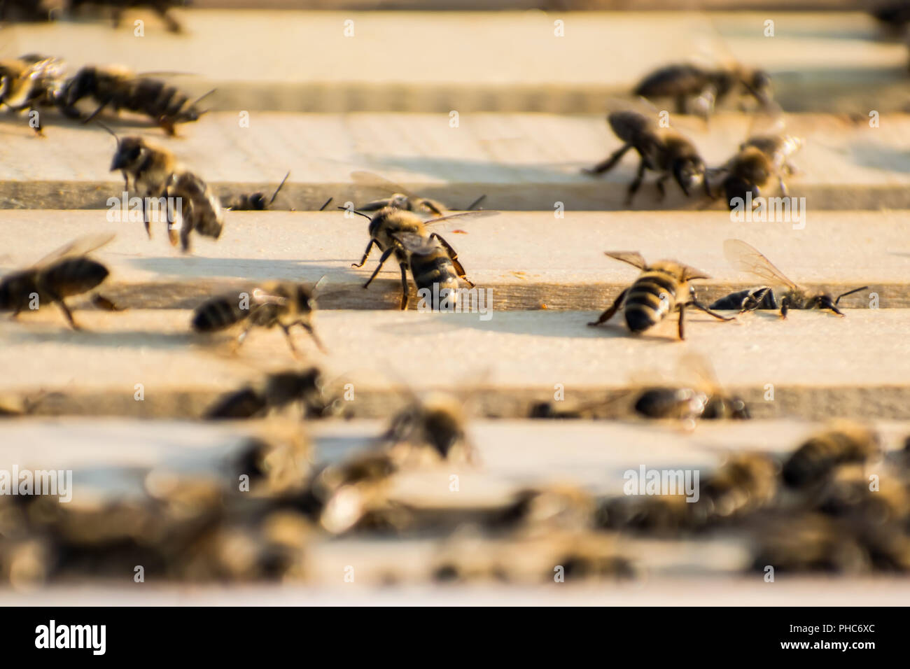 The bees inside a beehive in field Stock Photo - Alamy