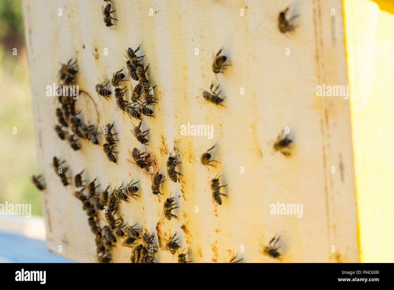 Beehive field hi-res stock photography and images - Alamy