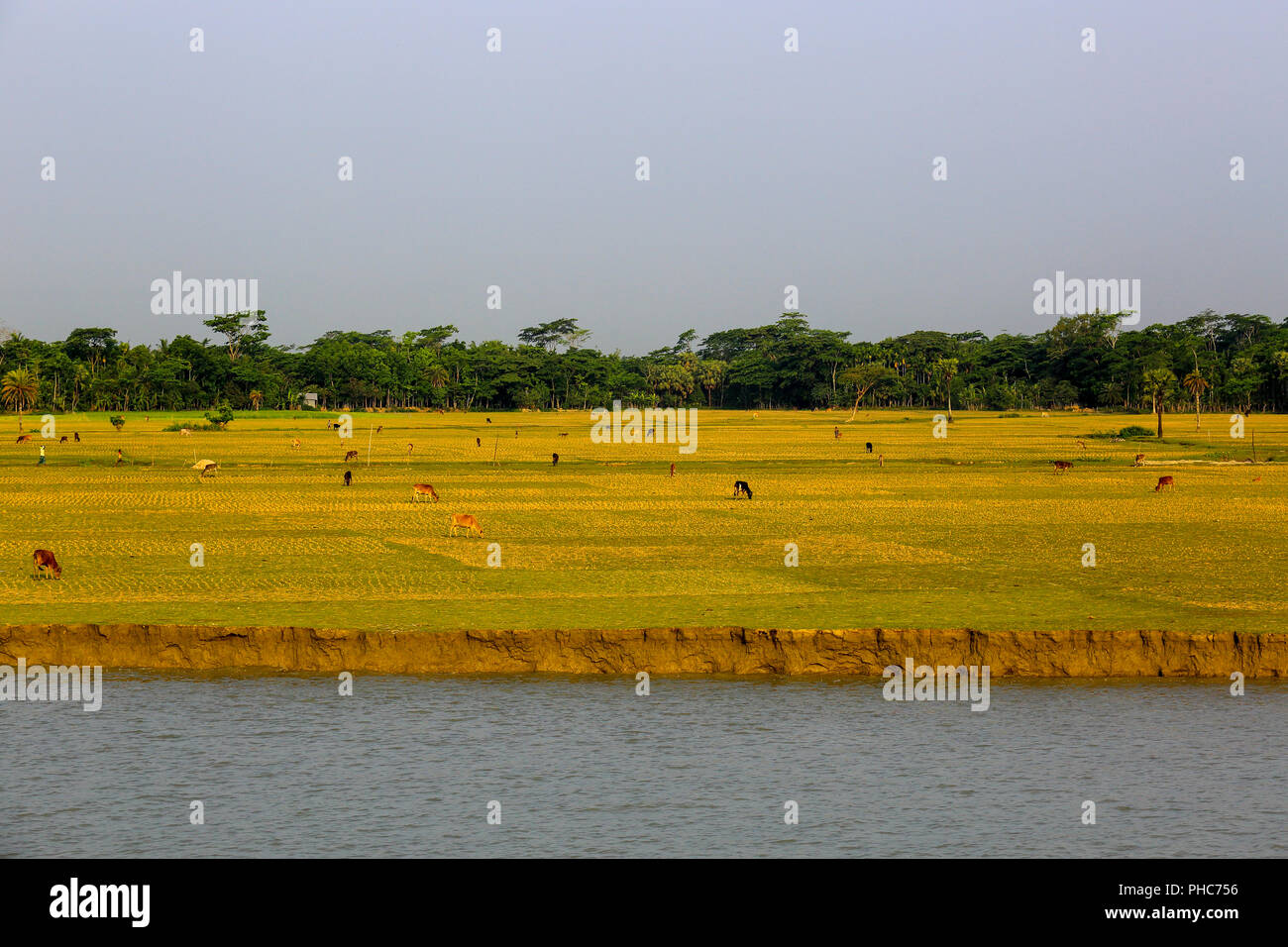Agricultural field on the bank of Tetulia River. Patuakhali, Bangladesh ...