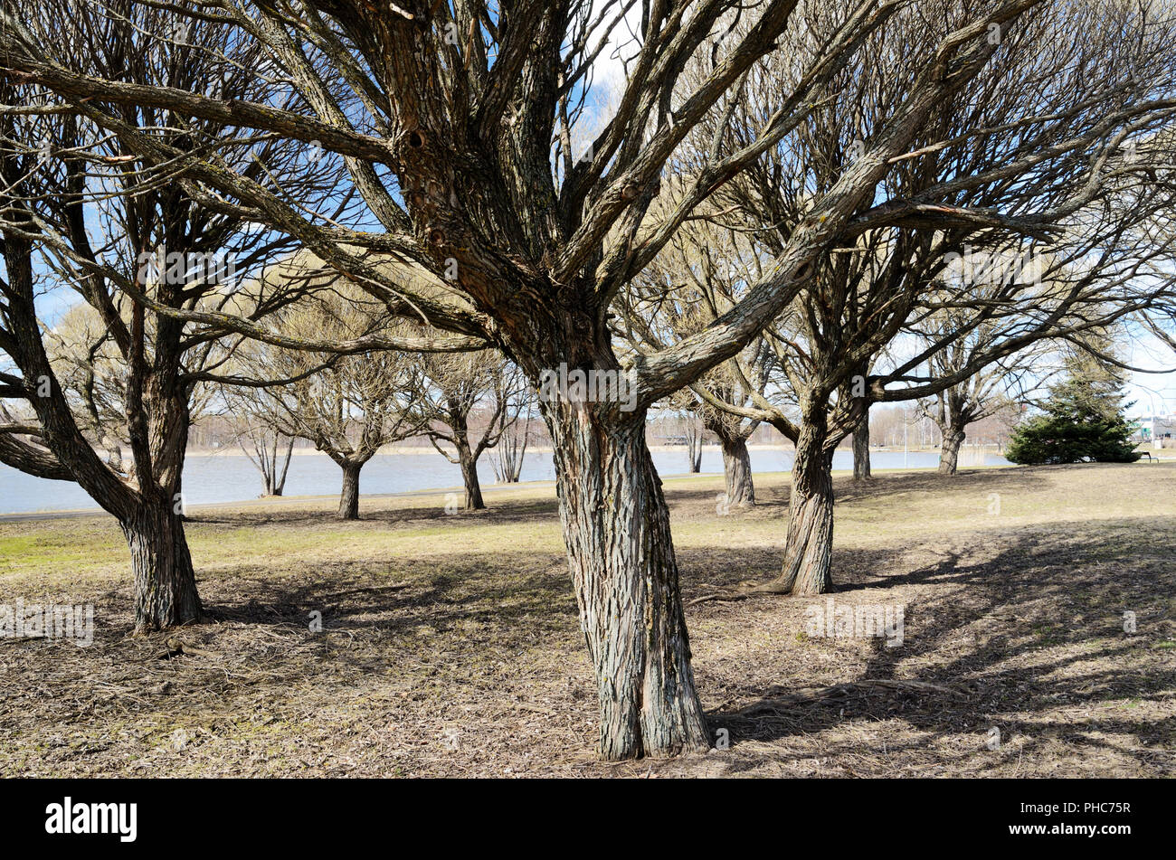 park in early spring Stock Photo - Alamy