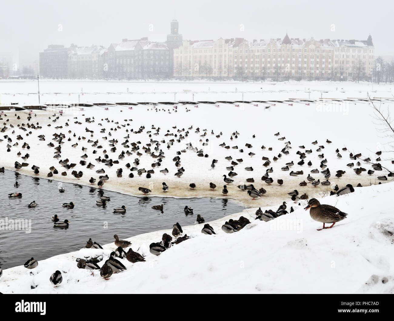 Ice hole on pond hi-res stock photography and images - Alamy