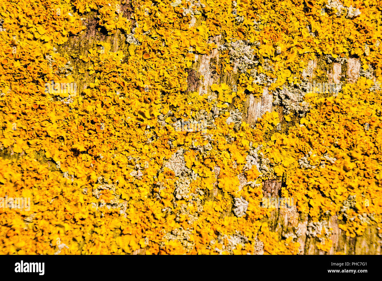 Photo Picture texture Lichens Stock Photo - Alamy