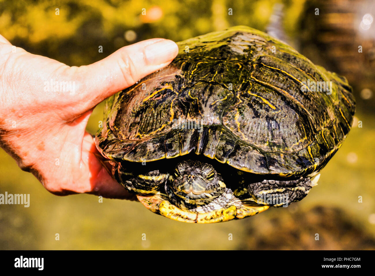 Common turtle hi-res stock photography and images - Alamy