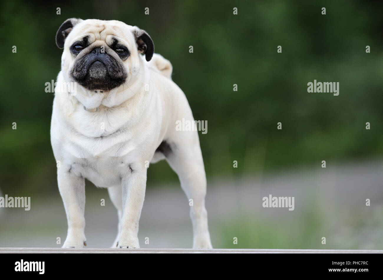 Mammals domestic domestic animal purebred standing hi-res stock ...