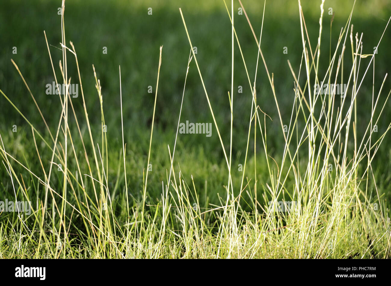 Lush summer grass hi-res stock photography and images - Alamy