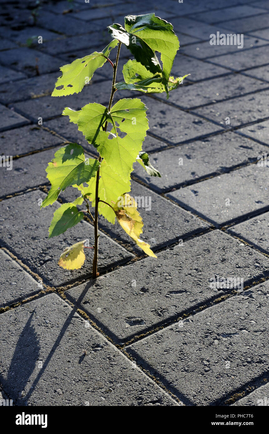 Growing on birch hi-res stock photography and images - Alamy