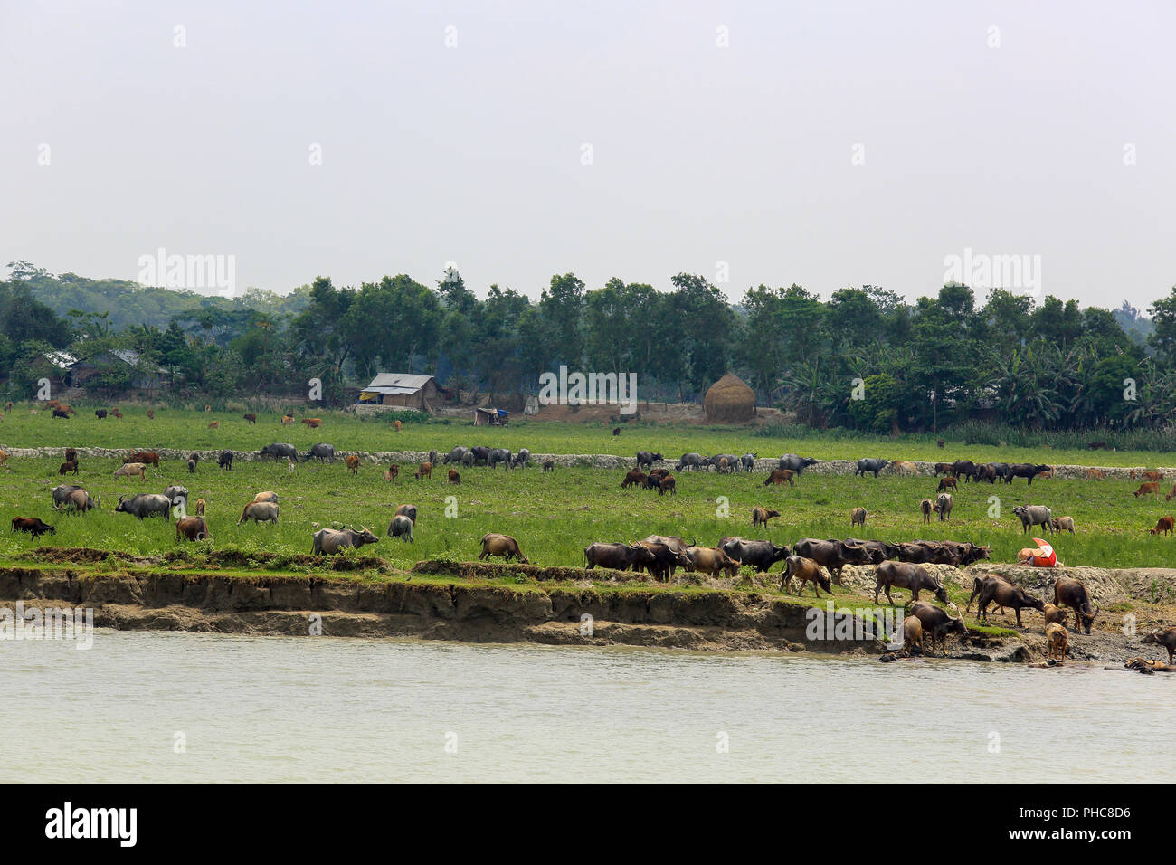 Erosion on the bank of Tetulia River, Patuakhali, Bangladesh Stock ...