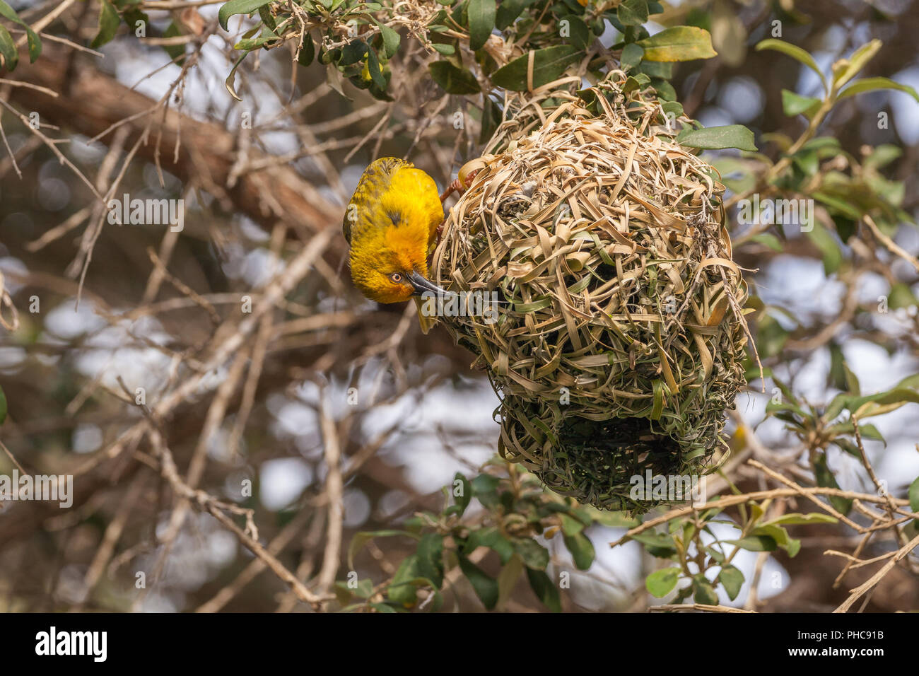 Weaver bird building nest hi-res stock photography and images - Alamy