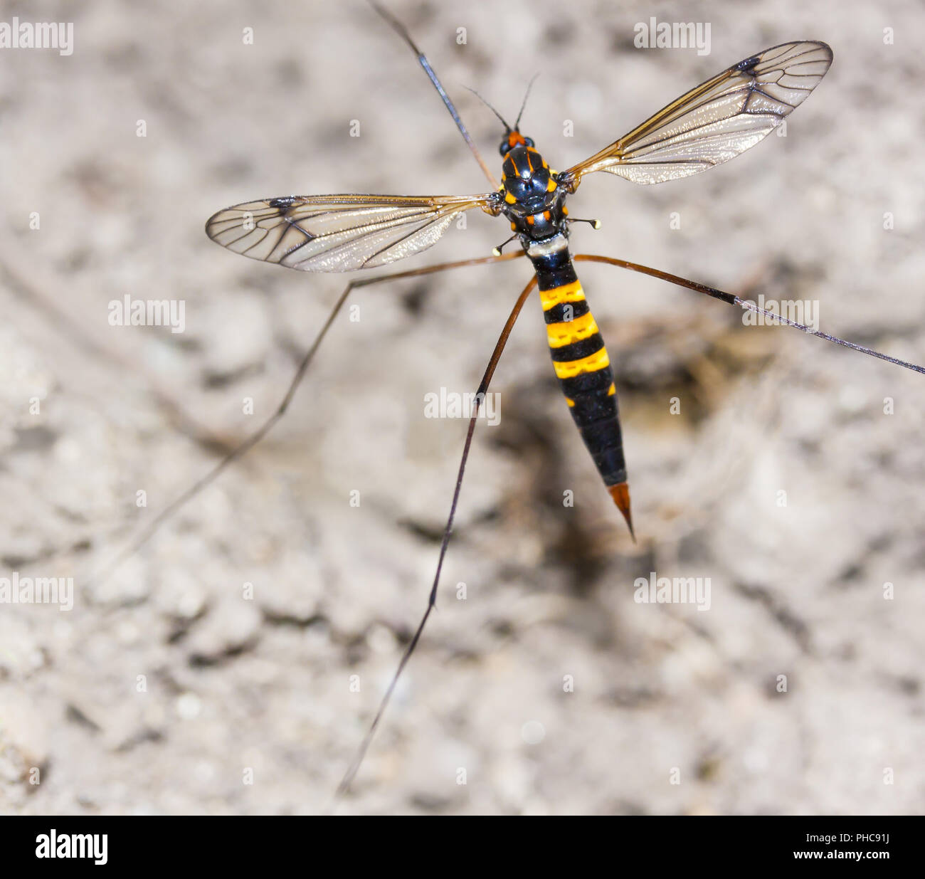 Nephrotoma hi-res stock photography and images - Alamy