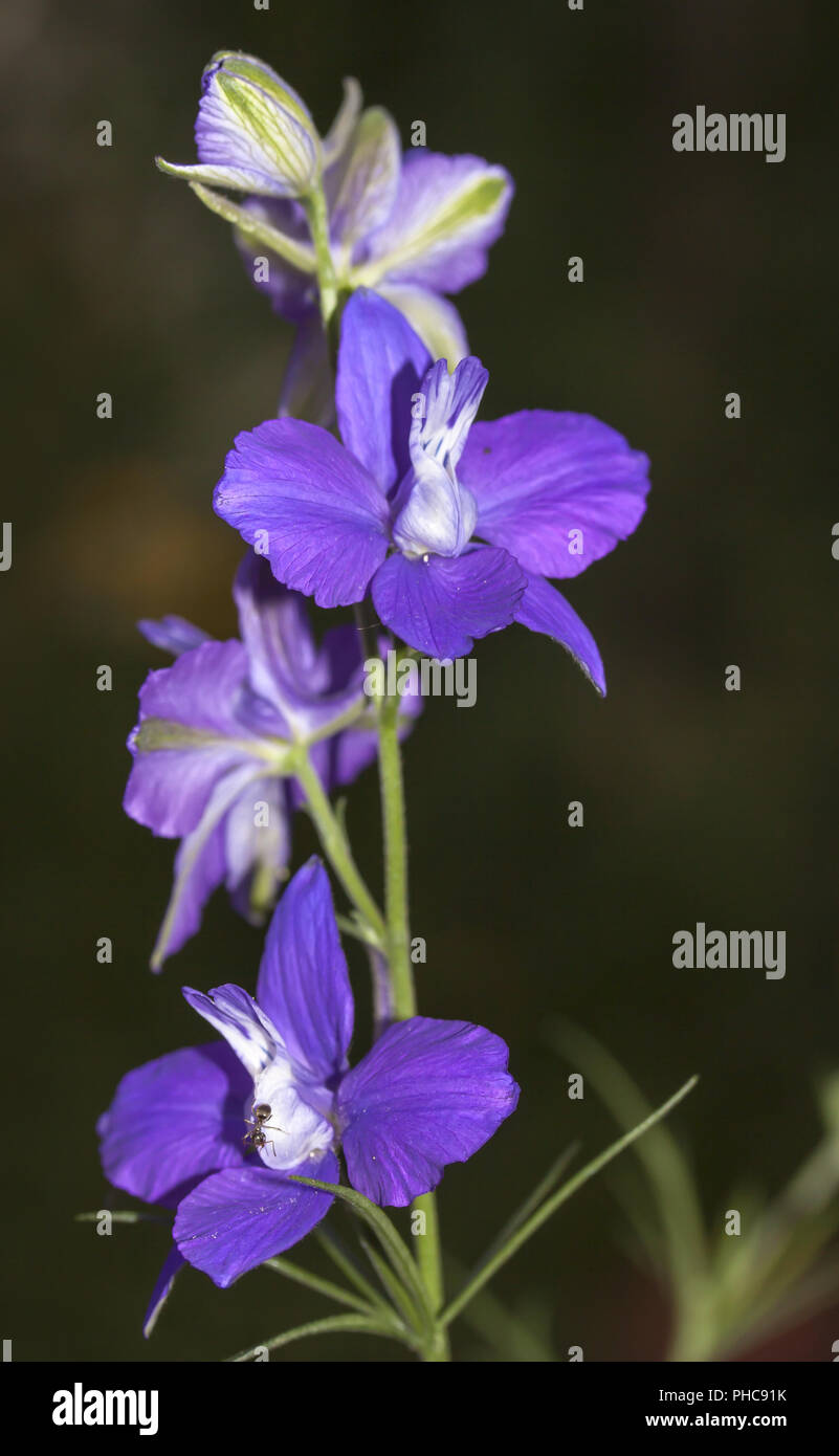 With field larkspur hi-res stock photography and images - Alamy